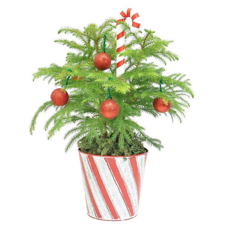 Nip Candy Cane 1 5 Fresh Cut Christmas Tree V 1731487944